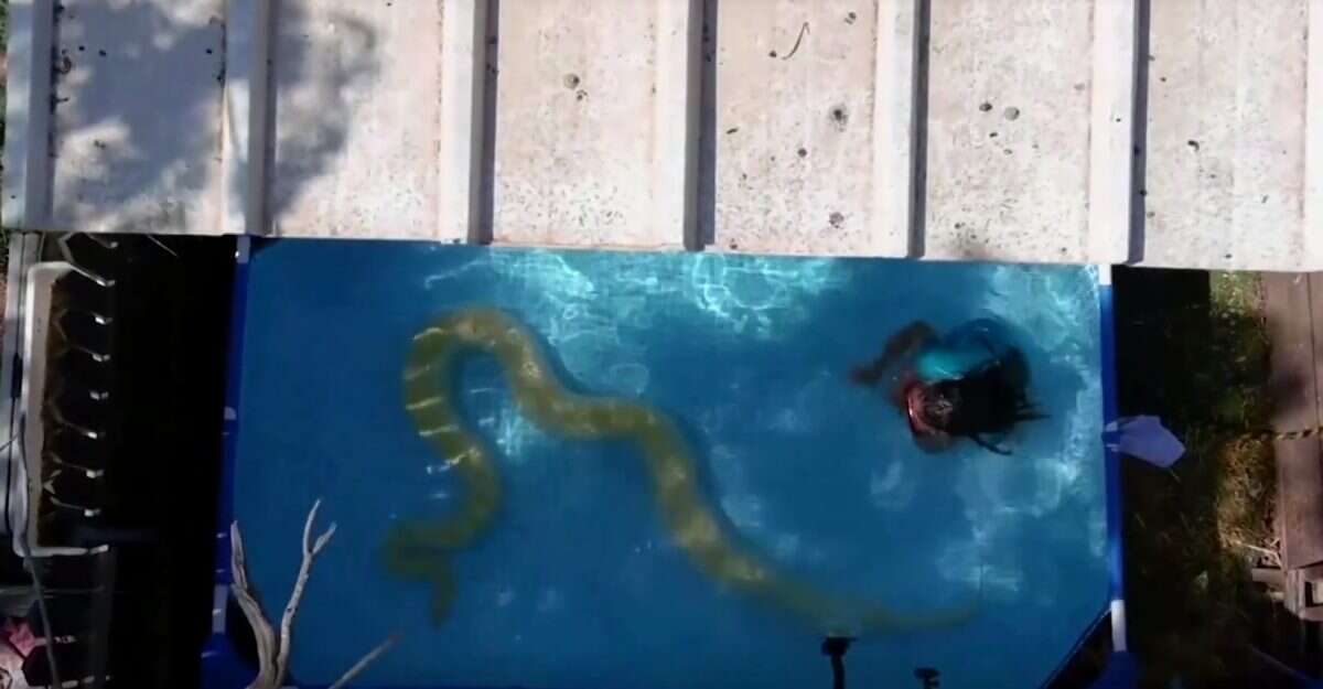 Israeli 8-year-old loves swimming with pet python – www.israelhayom.com