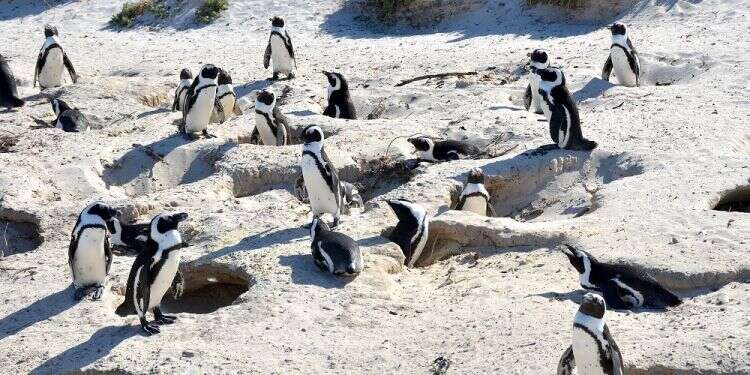 Bees kill 60 rare South African penguins in freak swarm – www ...
