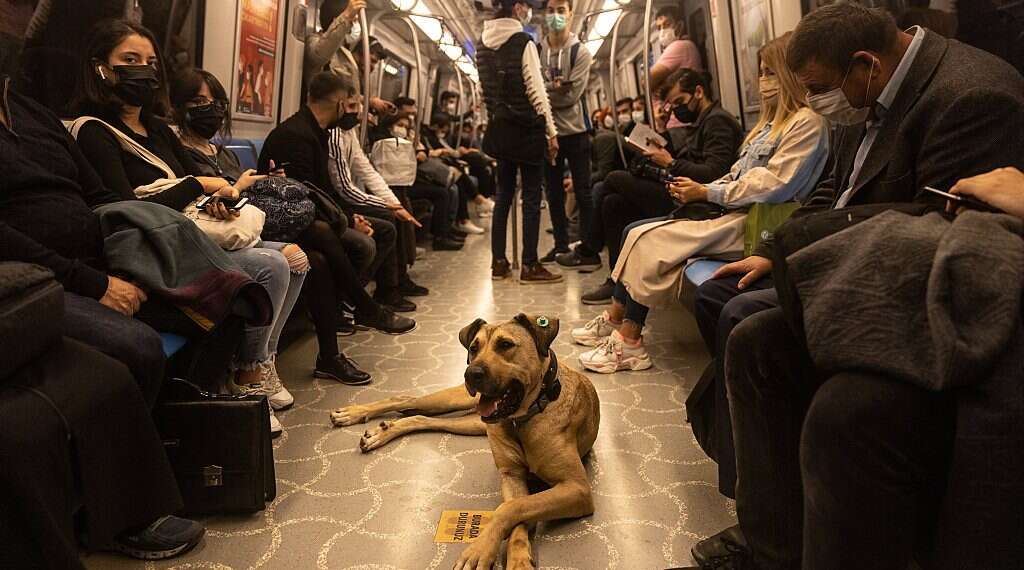 Are You Allowed Dogs On Metro Trains
