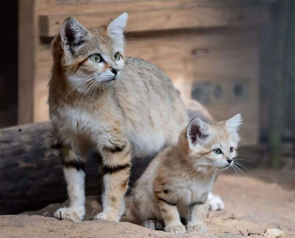 Israeli zoo announces birth of rare sand cats – www.israelhayom.com