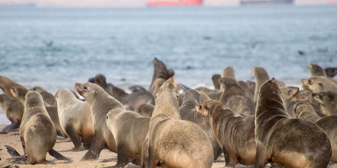 Seals now have rabies. And they bite – www.israelhayom.com